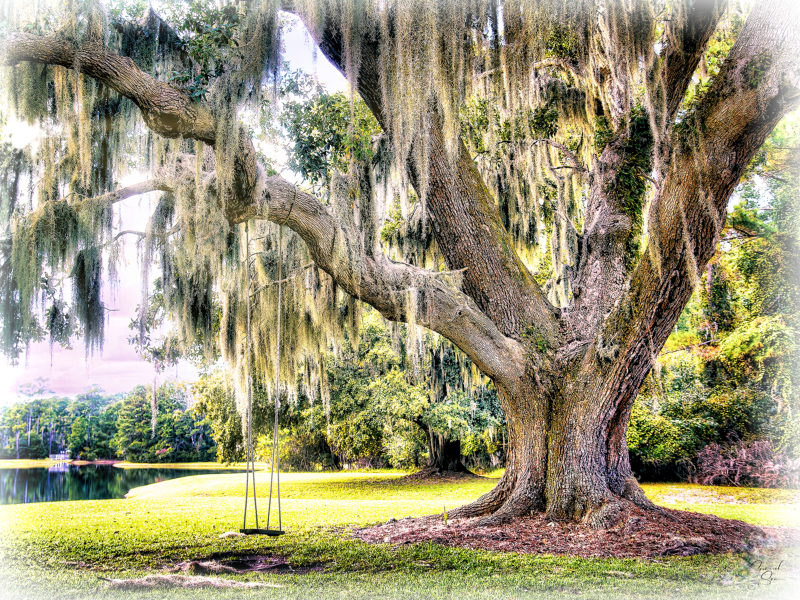 SOUTHERN TREES | Savannah Sam Photography