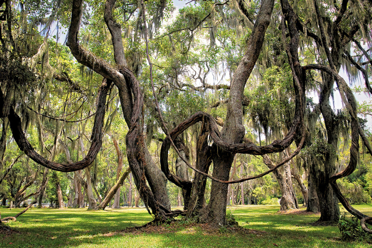 SOUTHERN TREES | Savannah Sam Photography