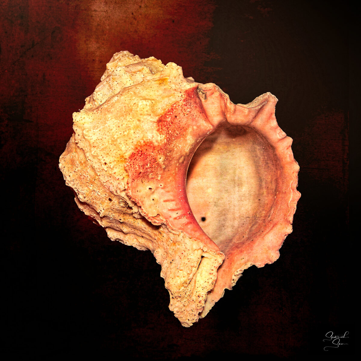 SEASHELLS | Savannah Sam Photography