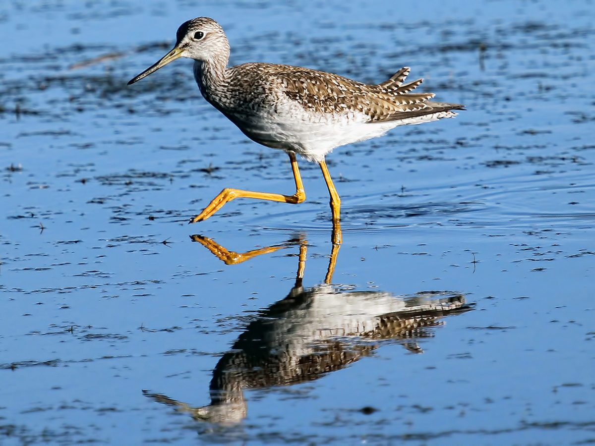 FAUNA | Savannah Sam Photography