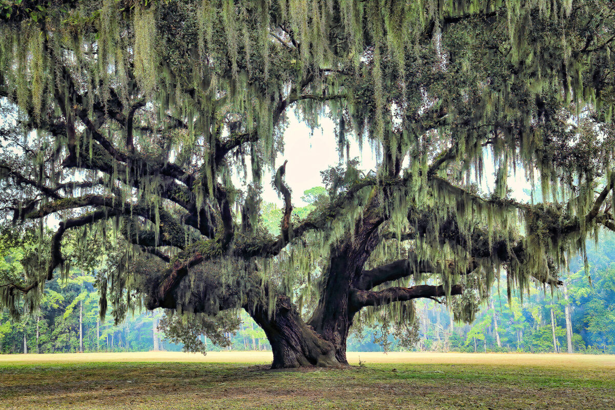 SOUTHERN TREES | Savannah Sam Photography