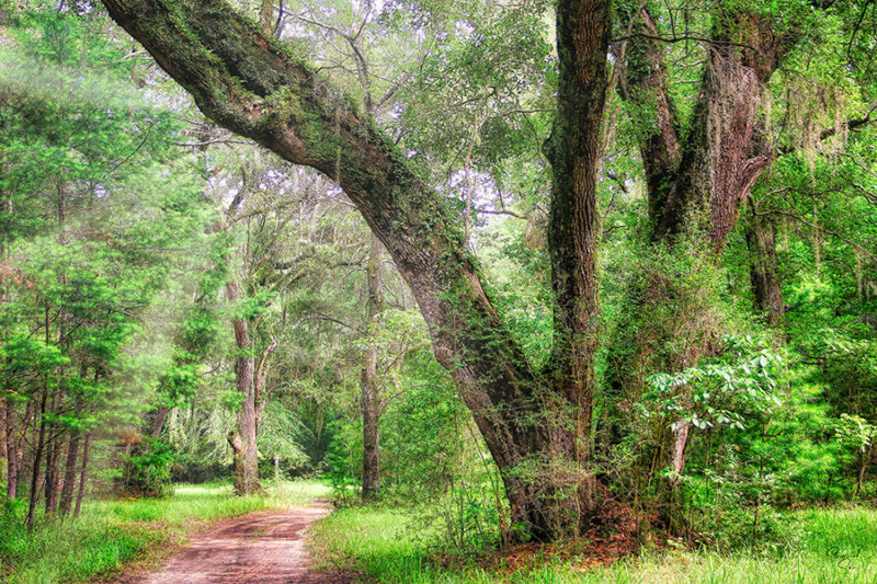 SOUTHERN TREES | Savannah Sam Photography